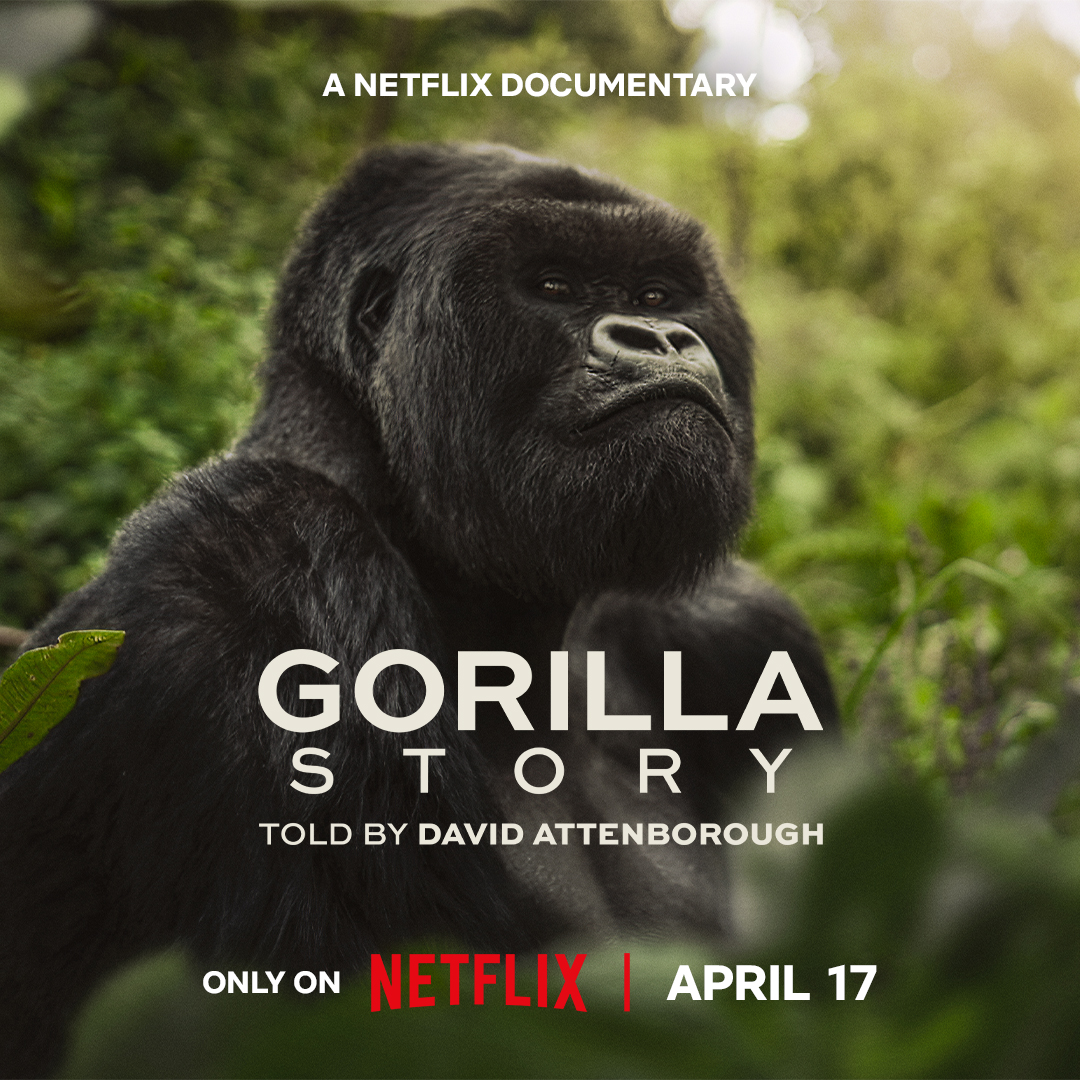 Netflix Releases 'A Gorilla Story: Told by David Attenborough' - Air Edel